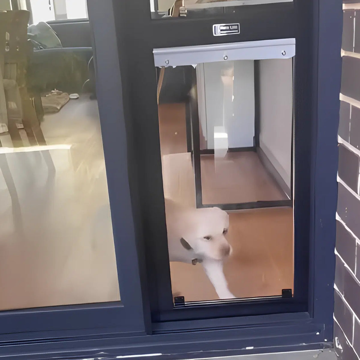 Pawsome Privacy: The Joyful Way Dog Door Inserts Uplift Security & Pet ...
